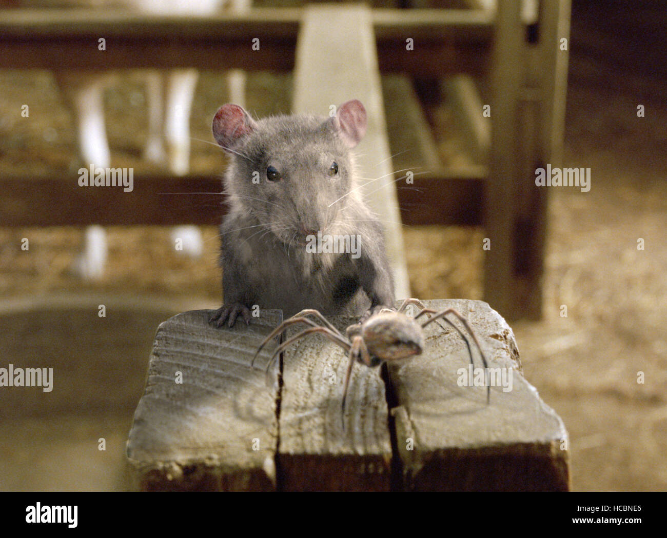 CHARLOTTE'S WEB, Templeton (voice: Steve Buscemi), Charlotte A ...