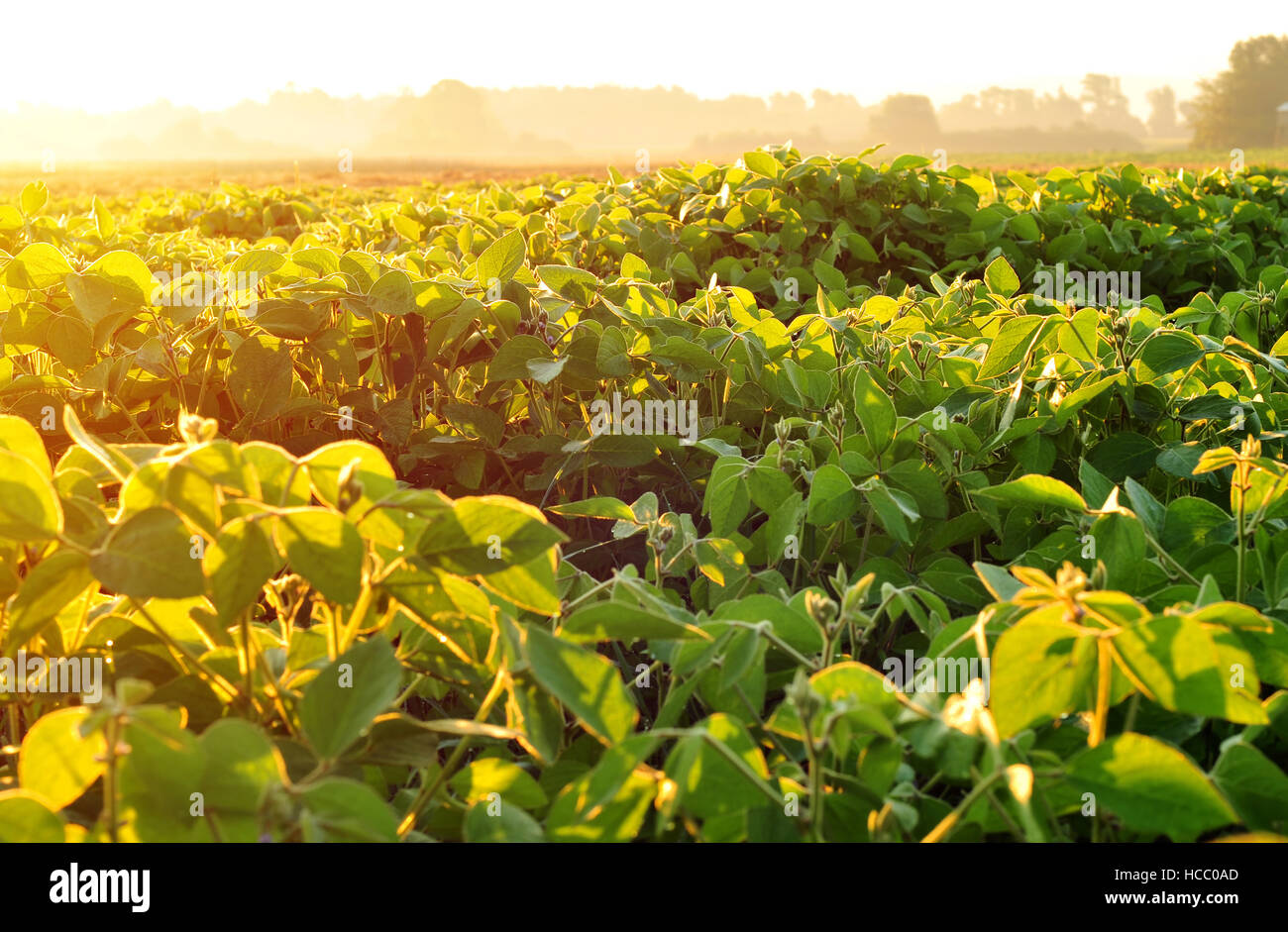 Soybean Field Wallpaper