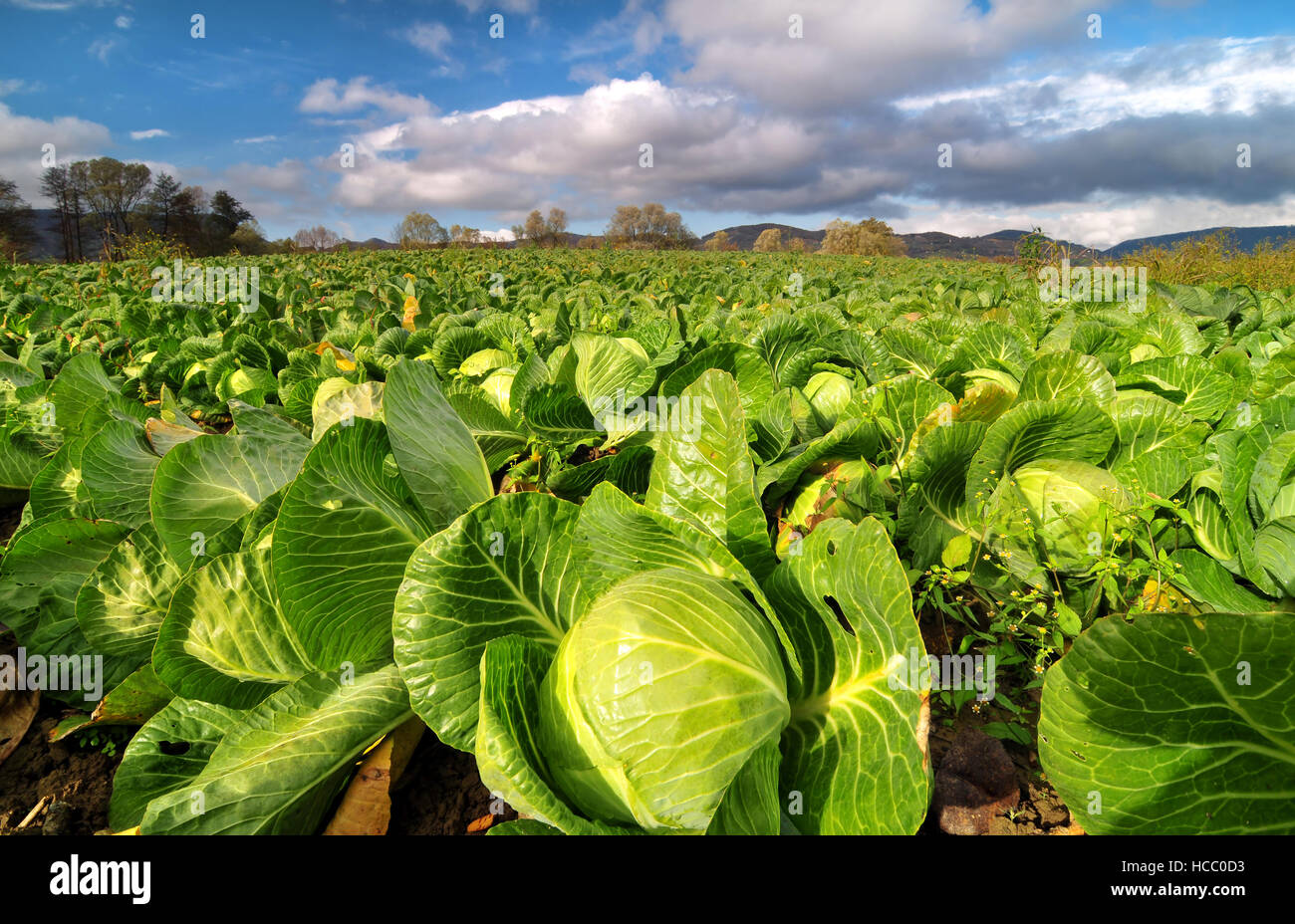 Cabbage field hi-res stock photography and images - Alamy