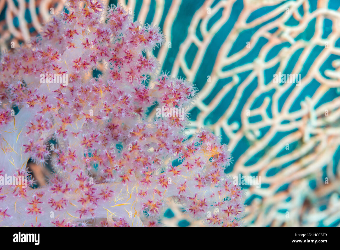 Foreground soft coral (Dendronephthya hemprichi), background giant sea ...