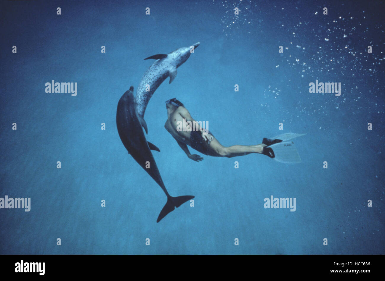 DOLPHIN BOY, 2011. ©Dragoman Film Distribution/Courtesy Everett ...