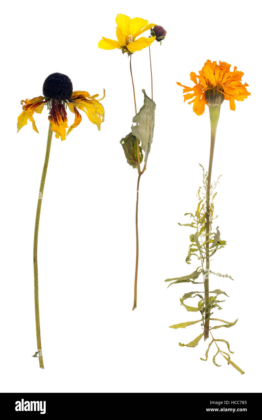 Dead marigold and sunflower flowers- dry green leaves and gnarled faded ...