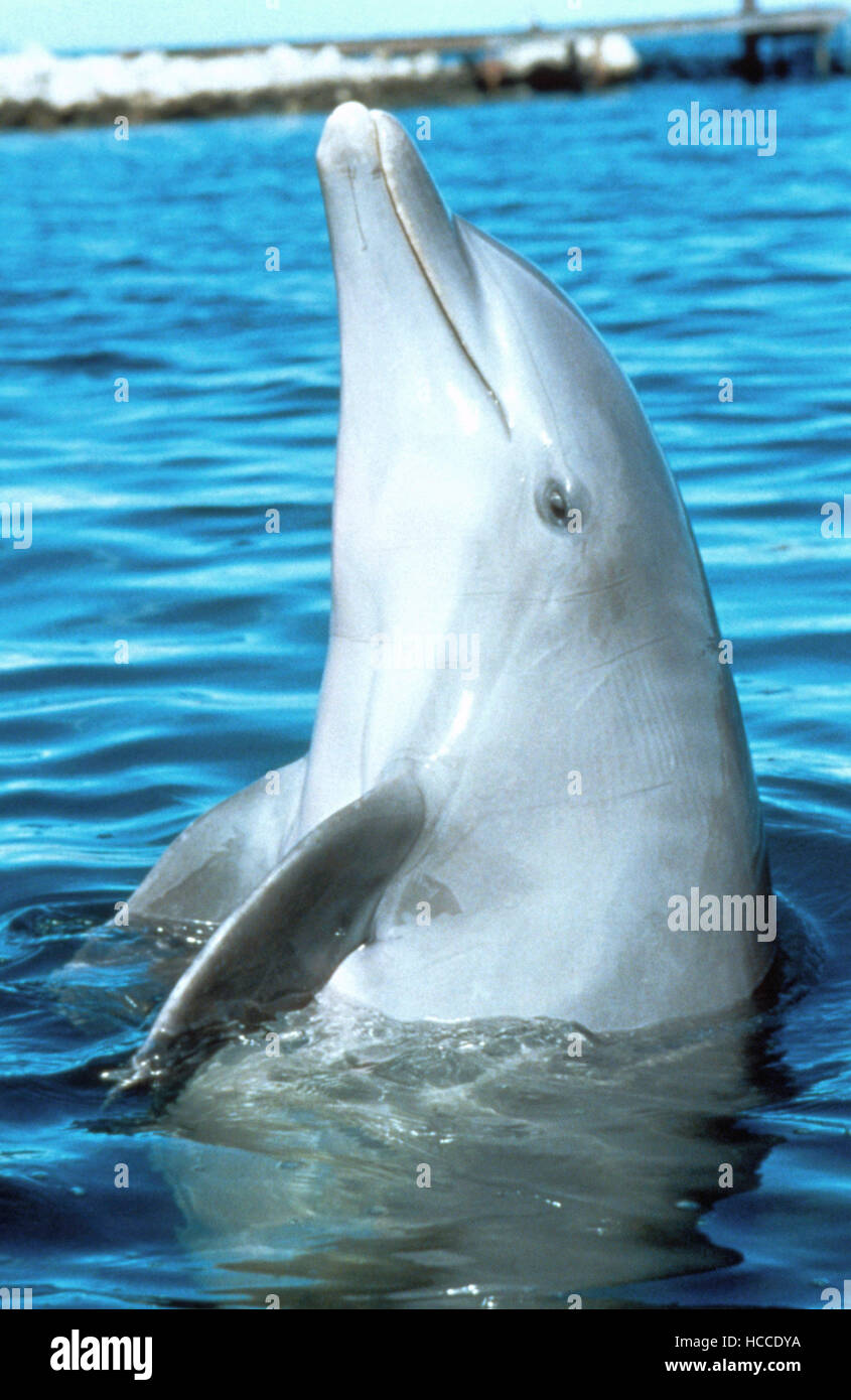 FLIPPER, Flipper, 1996, © Universal/courtesy Everett Collection Stock ...