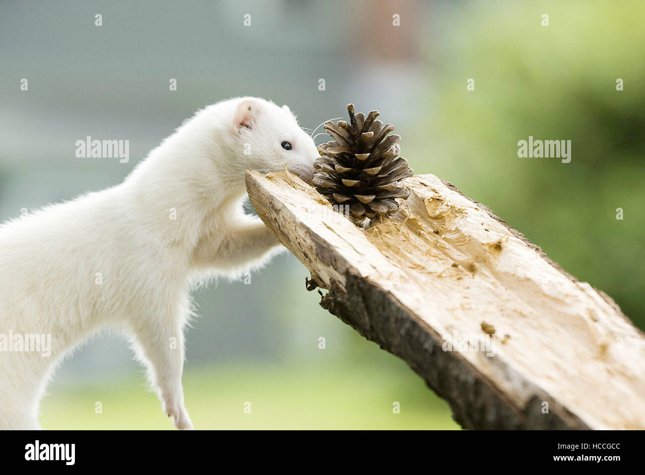 Furry Vengeance Animals