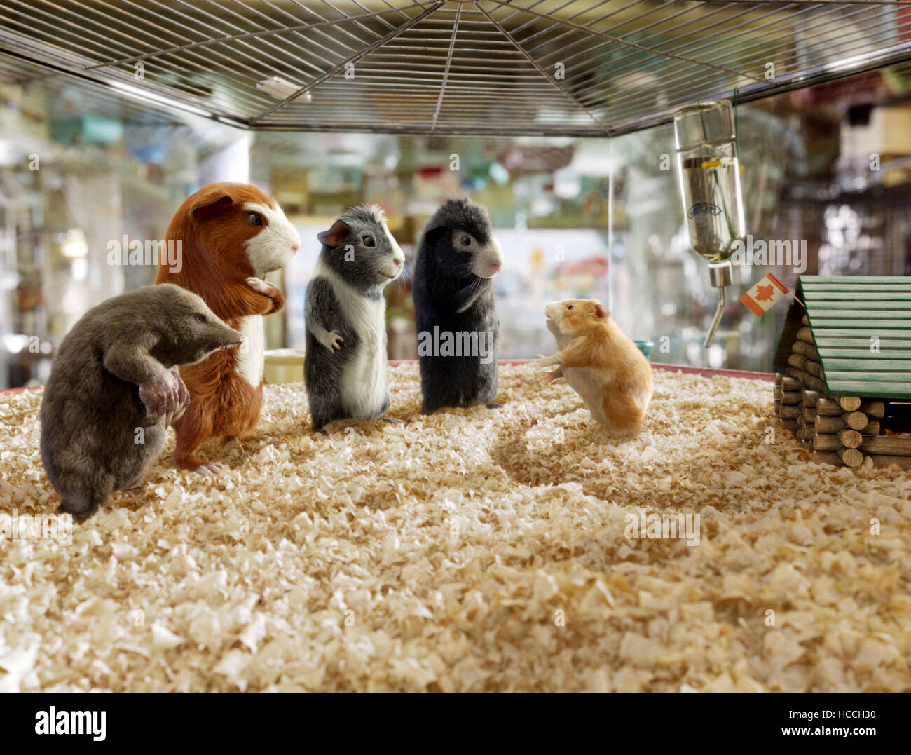 G-FORCE, 2009. ©Walt Disney Co./Courtesy Everett Collection Stock Photo ...