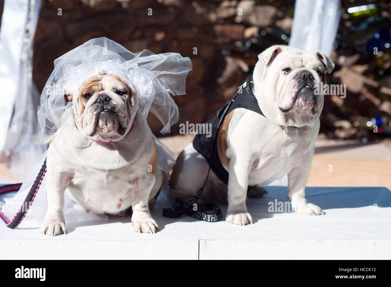 THE DOG WEDDING, from left: Prince and Queenie at the altar, 2015 ...