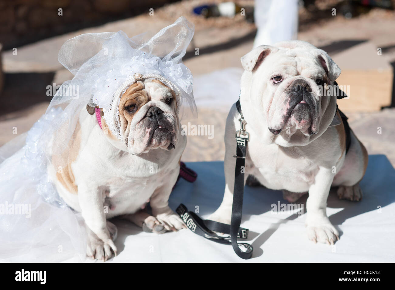 THE DOG WEDDING, from left: Prince and Queenie at the altar, 2015 ...