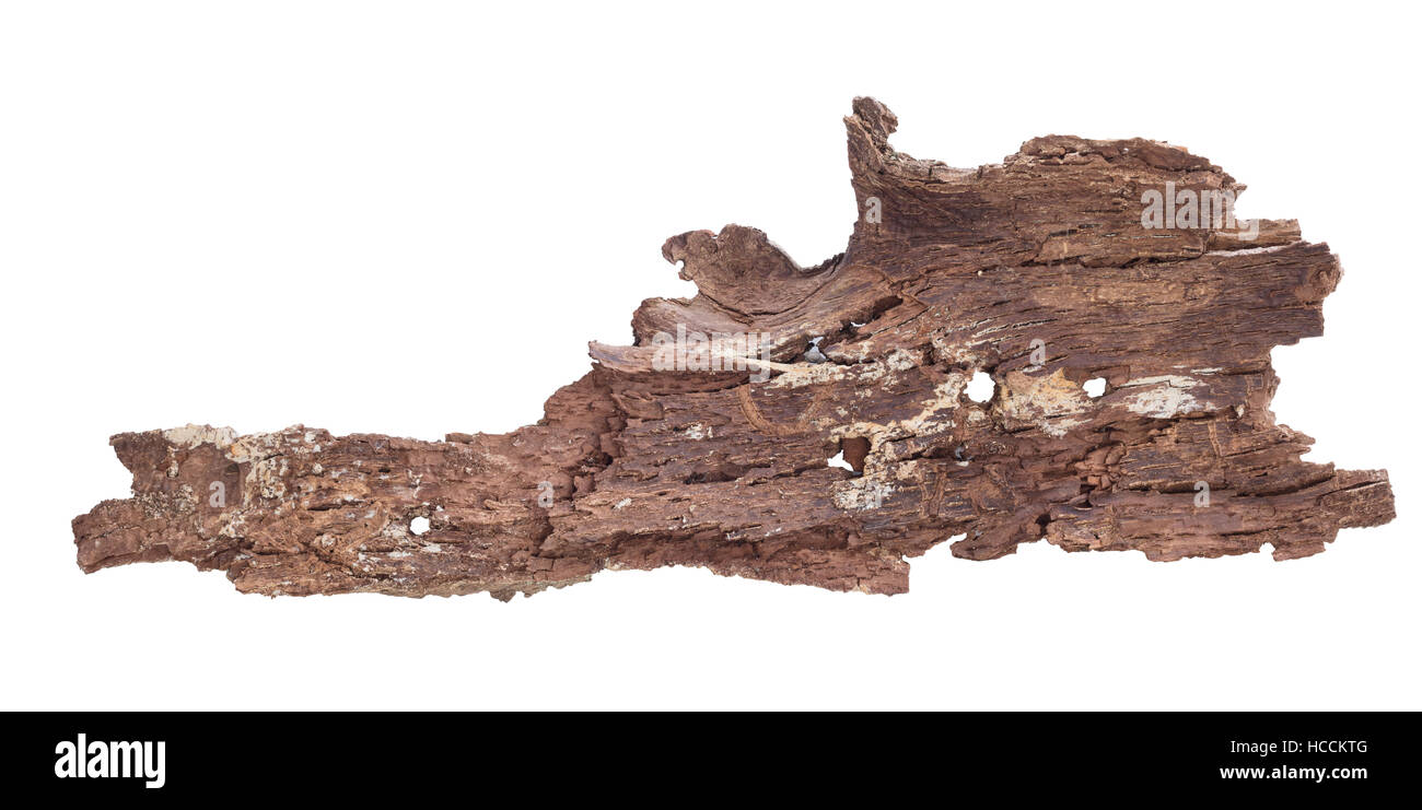 Tree bark isolated on a white background Stock Photo - Alamy