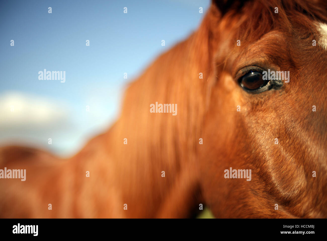 THE EDGE OF DREAMING, 2009. ©Koch Lorber Films/Courtesy Everett ...