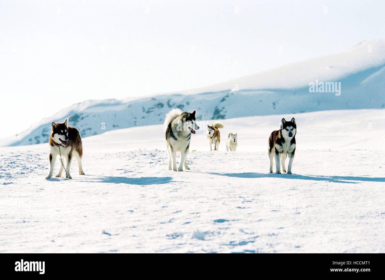 EIGHT BELOW, 2006, (c) Walt Disney/courtesy Everett Collection Stock ...