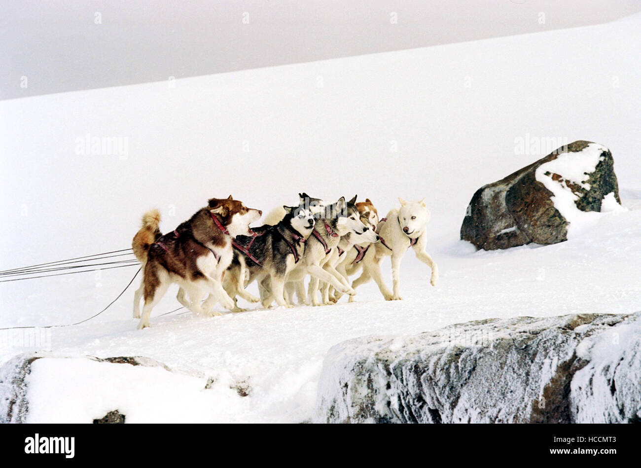 EIGHT BELOW, 2006, (c) Walt Disney/courtesy Everett Collection Stock ...