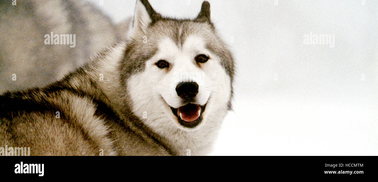 EIGHT BELOW, Maya, 2006, (c) Walt Disney/courtesy Everett Collection ...