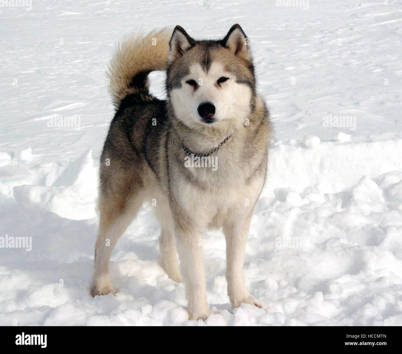 EIGHT BELOW, Maya, 2006, (c) Walt Disney/courtesy Everett Collection ...