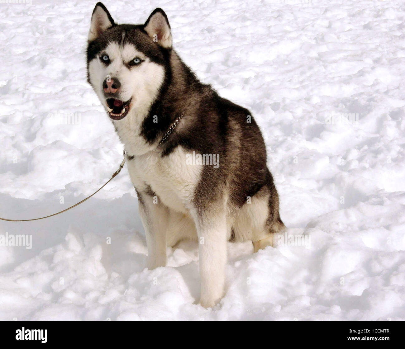 EIGHT BELOW, Max, 2006, (c) Walt Disney/courtesy Everett Collection ...