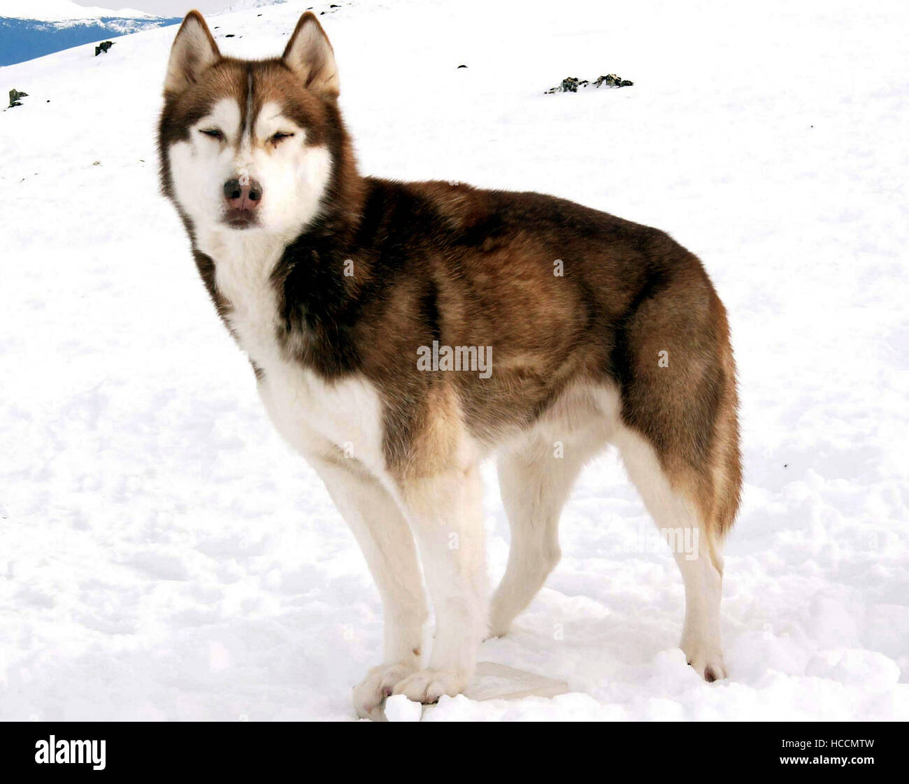 EIGHT BELOW, Shadow, 2006, (c) Walt Disney/courtesy Everett Collection ...