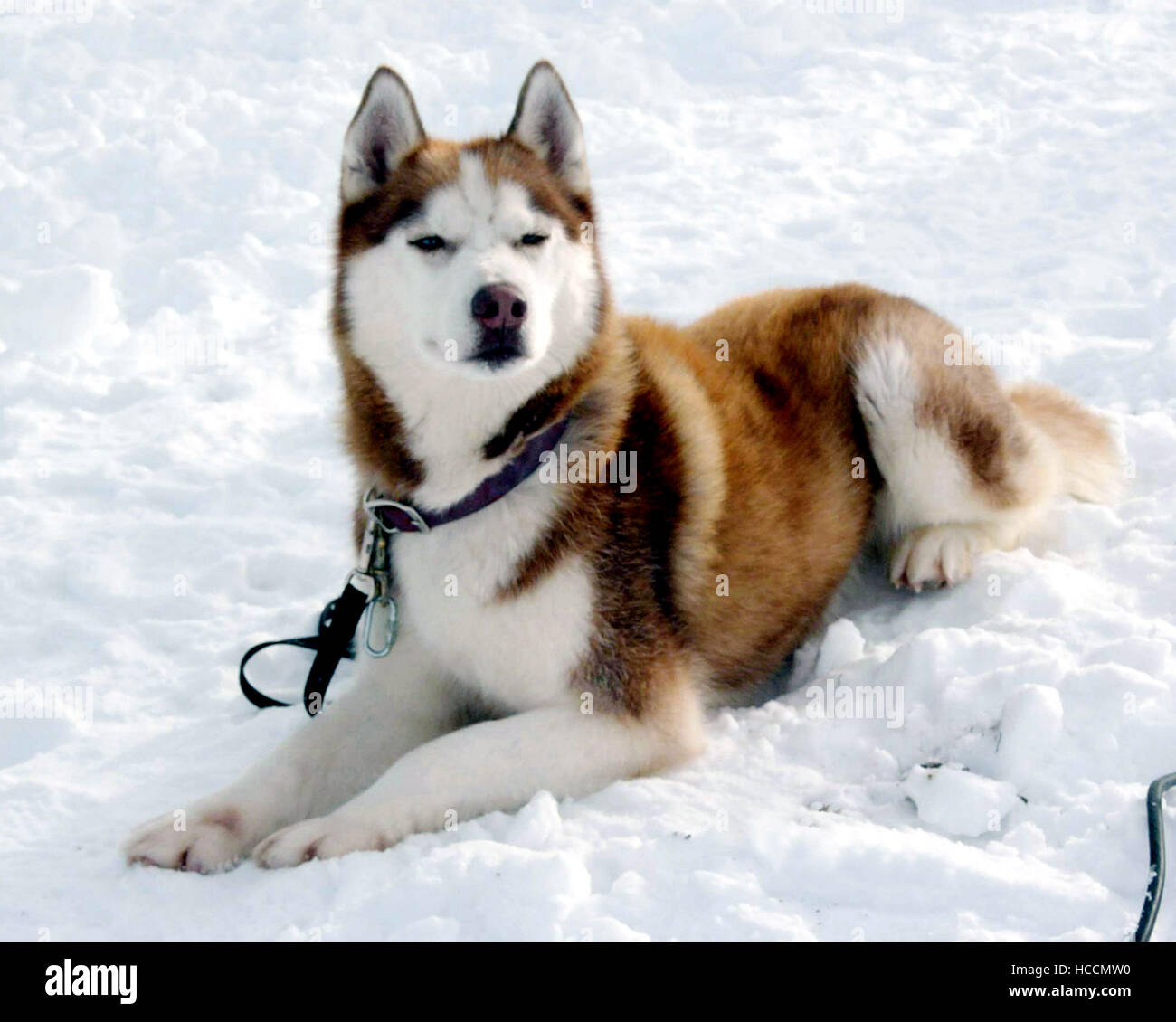 EIGHT BELOW, Truman, 2006, (c) Walt Disney/courtesy Everett Collection ...