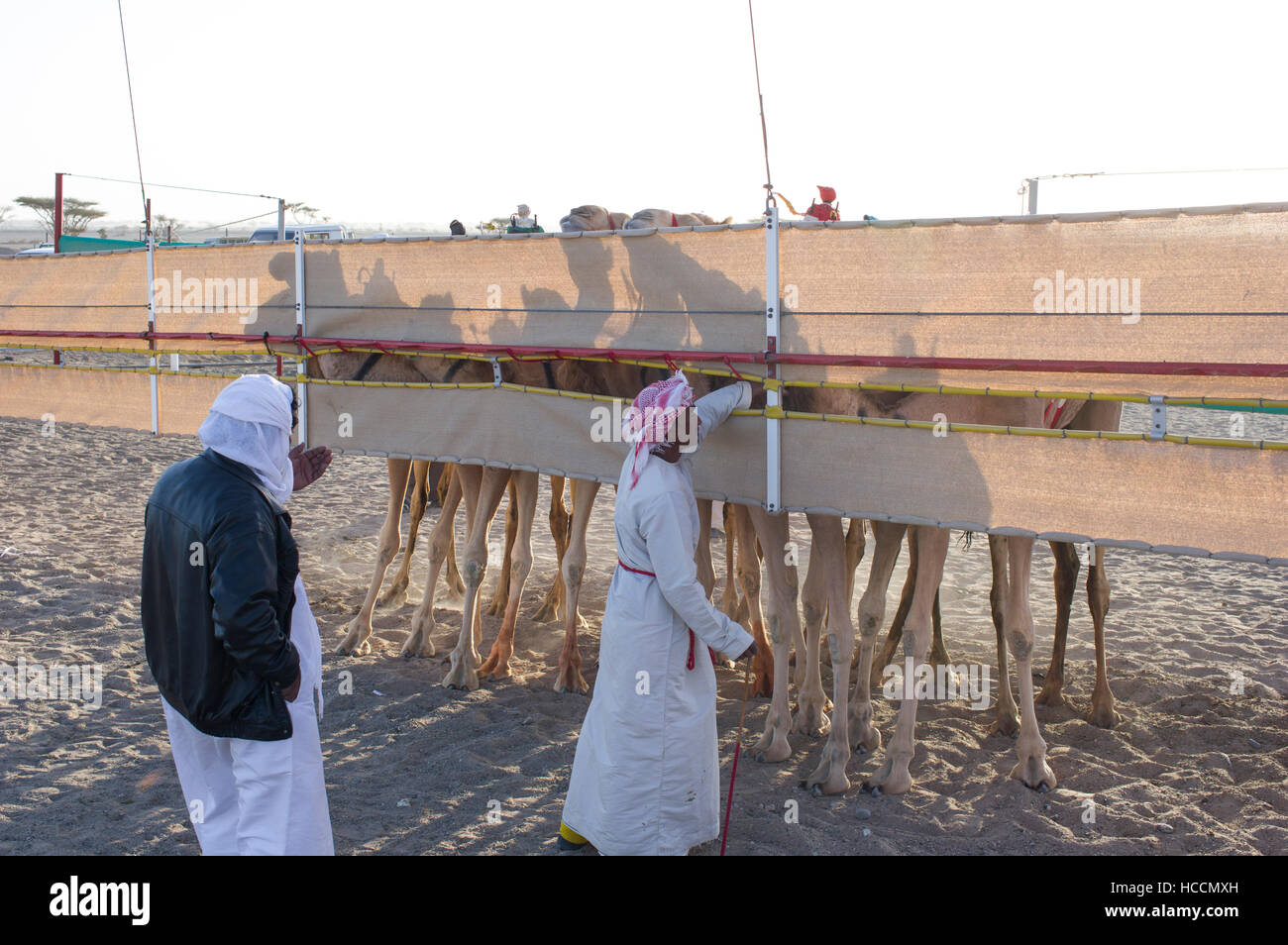 Camel legs behind starting gate hi-res stock photography and images - Alamy