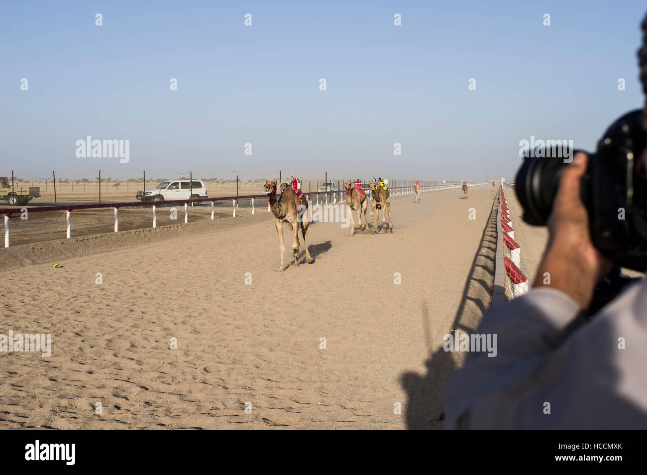 Camels with robot jockeys thundering down the racetrack flanked by SUVs ...