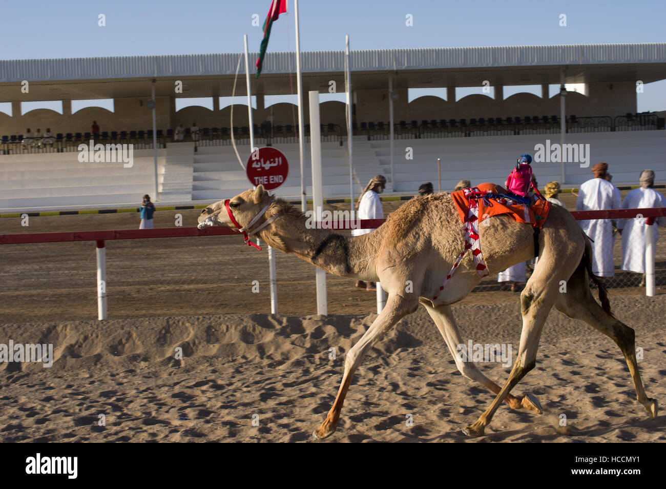Camel with a robot jockey in the saddle approaching the finish line in ...