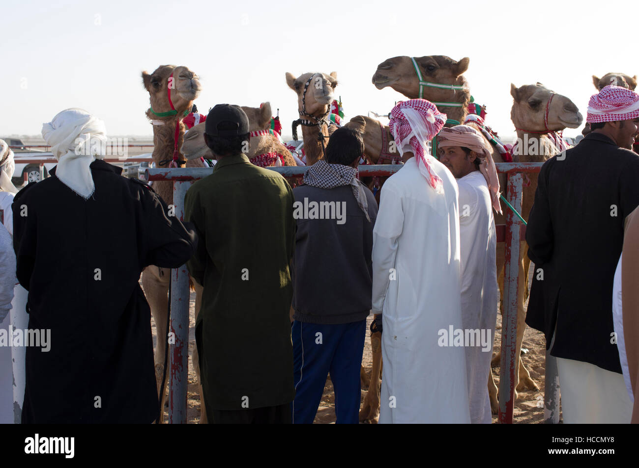Trainers inspecting their camels at the starting gate before the camel ...