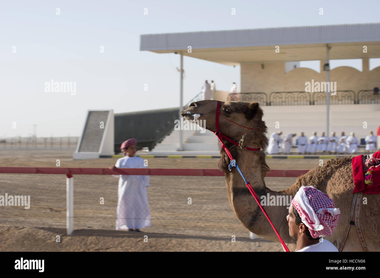 Camel with a robot jockey in the saddle crosses the finish line in a ...