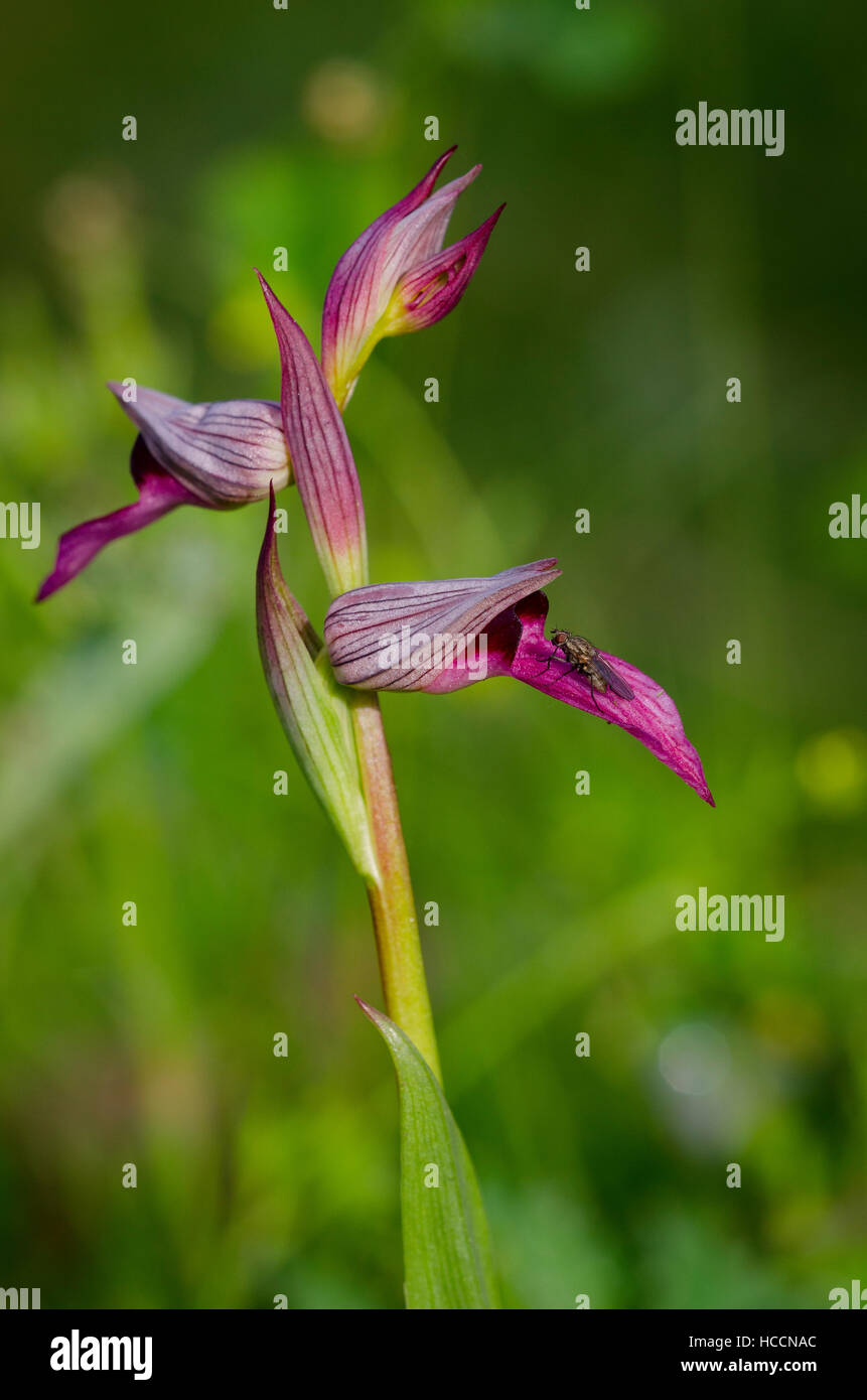 A fly on the labellum (or lip) of an orchis serapias lingua Stock Photo ...