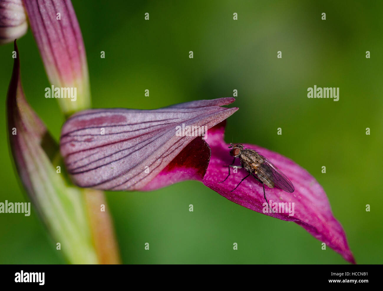 A fly on the labellum (or lip) of an orchis serapias lingua Stock Photo ...