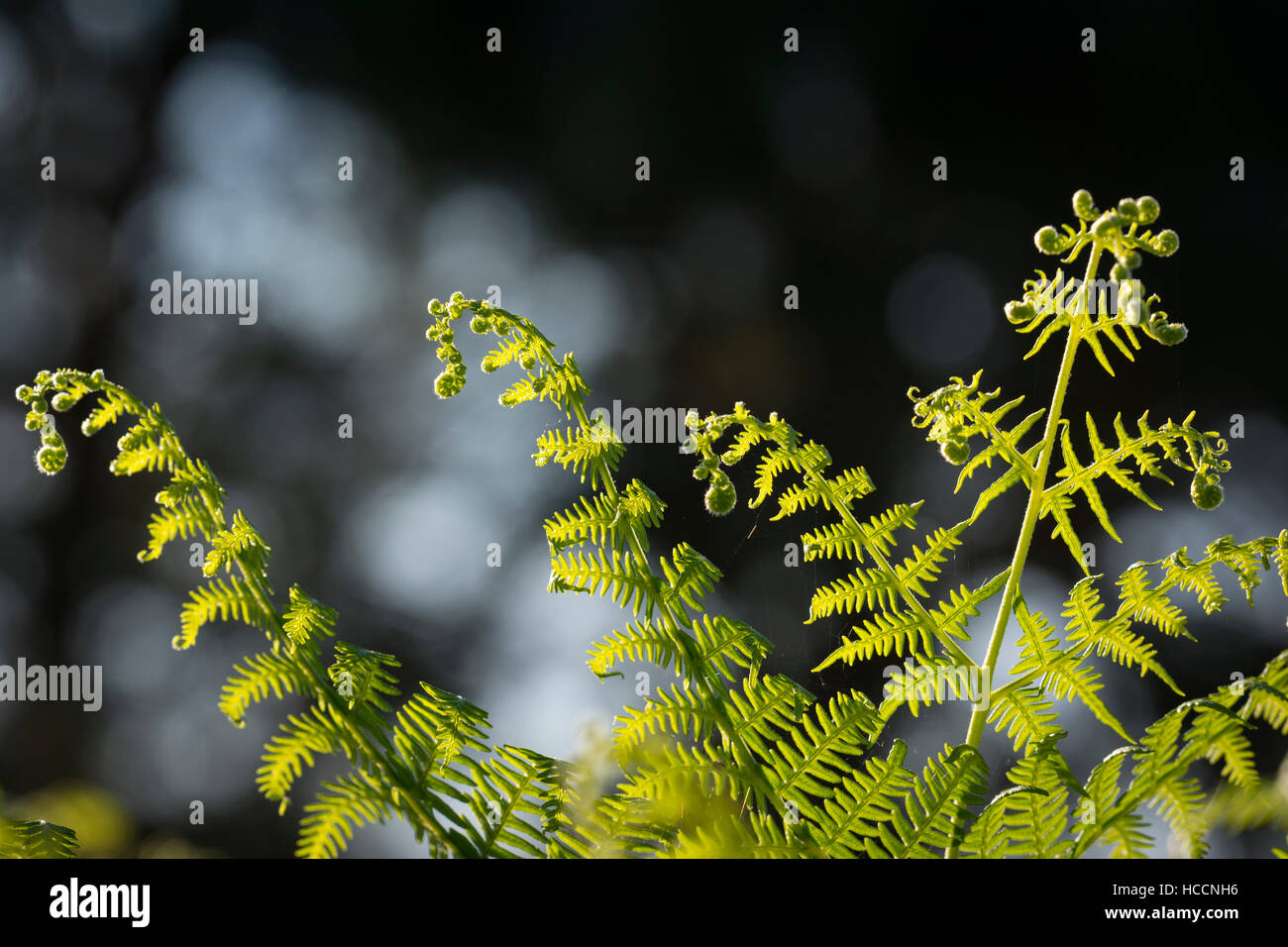 Cryptogams hi-res stock photography and images - Alamy