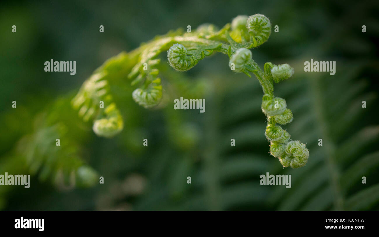 Uncurling leaves hi-res stock photography and images - Alamy