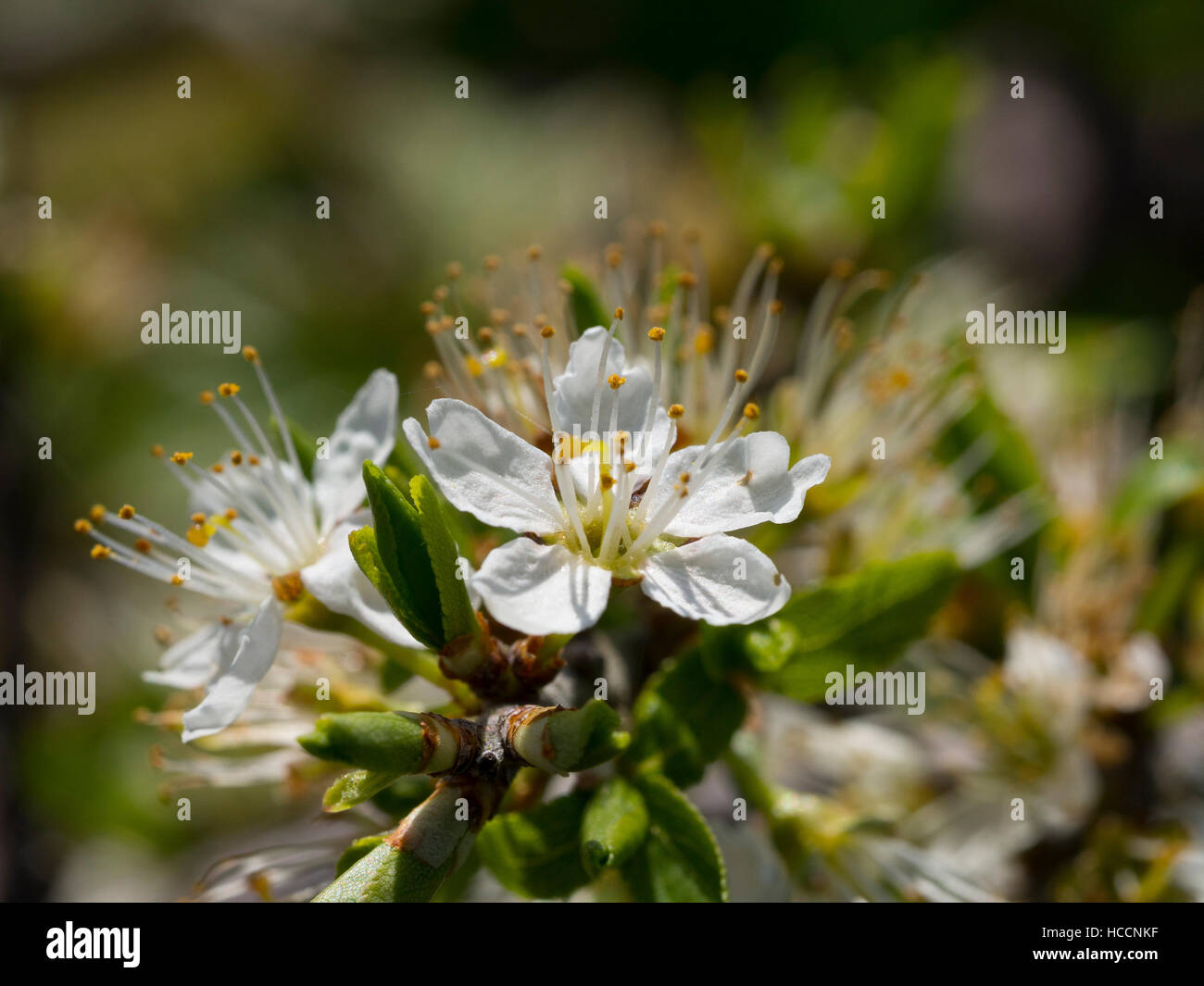Shrub in bloom in spring Stock Photo - Alamy
