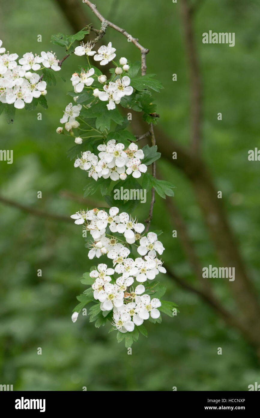 Shrub in bloom in spring Stock Photo - Alamy