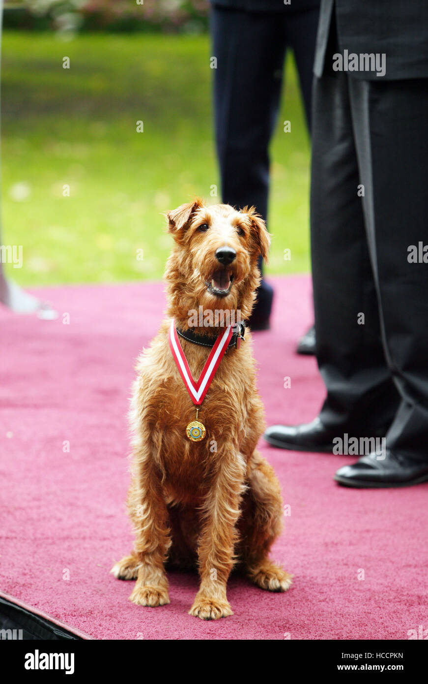 FIREHOUSE DOG, Rexxx the dog, 2007. TM and Copyright ©20th Century Fox ...