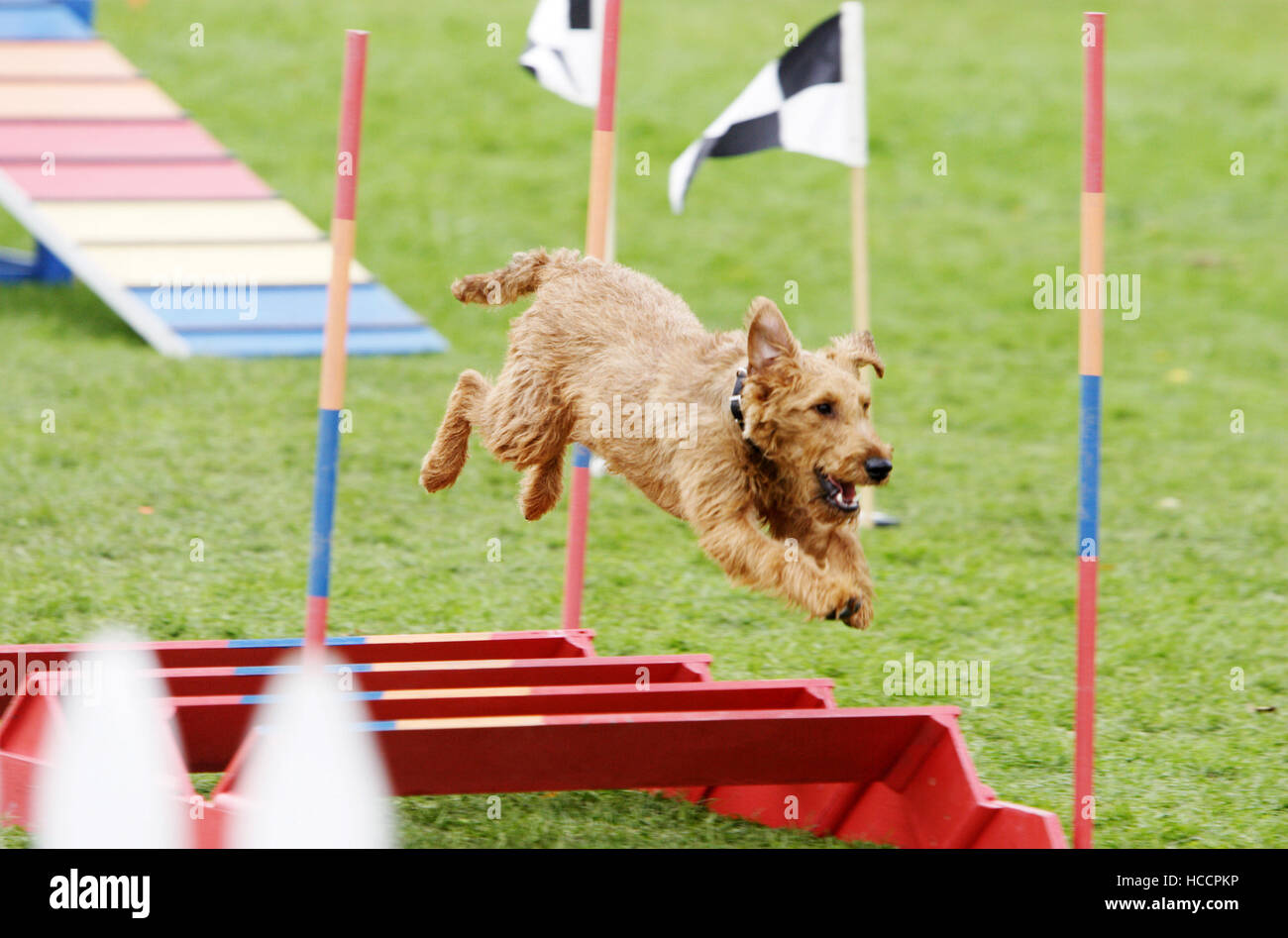 FIREHOUSE DOG, Rexxx the dog, 2007. TM and Copyright ©20th Century Fox ...
