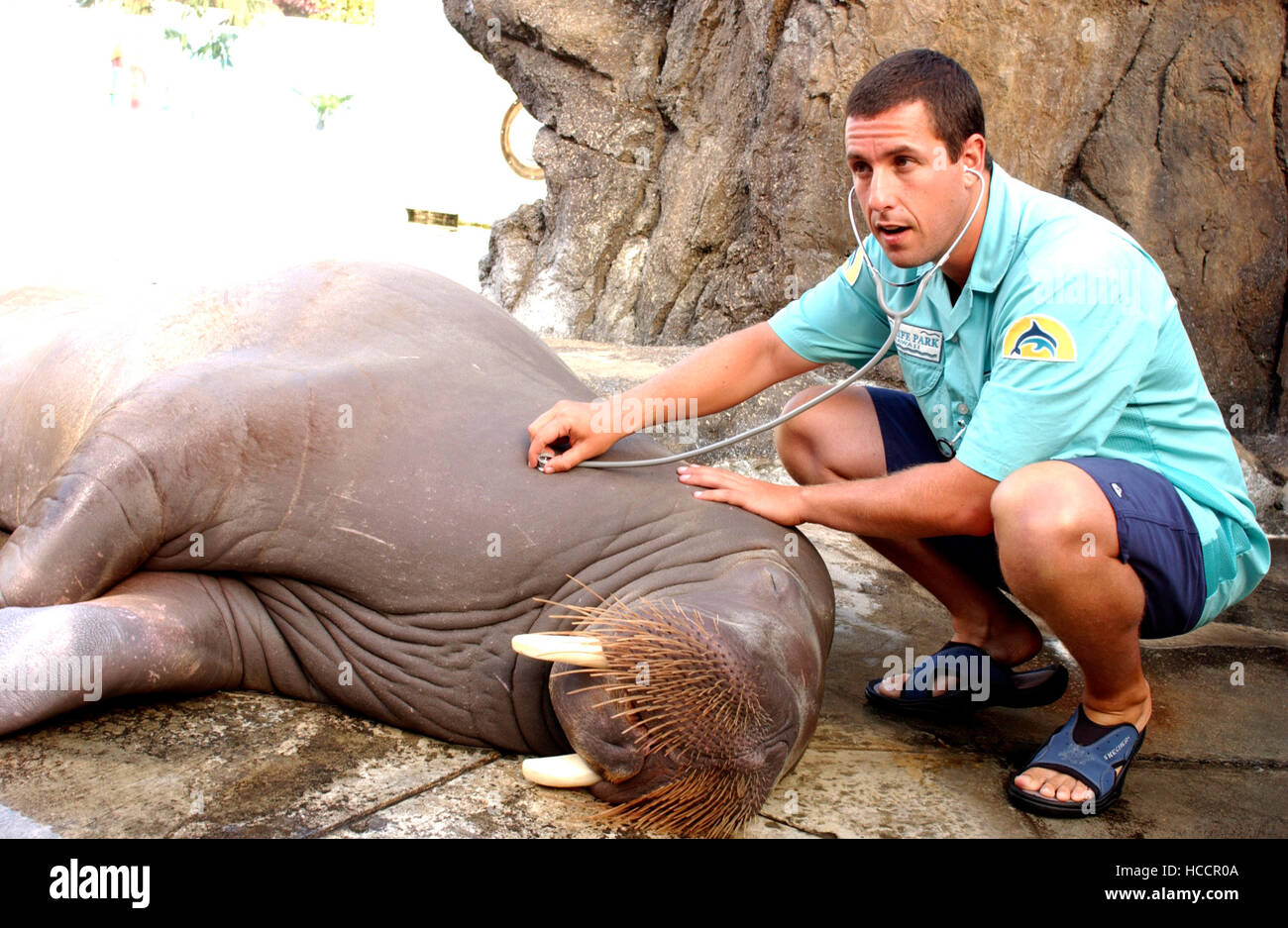 Adam sandler walrus 50 first hi-res stock photography and images - Alamy Adam sandler walrus 50 first hi-res stock photography and images - Alamy