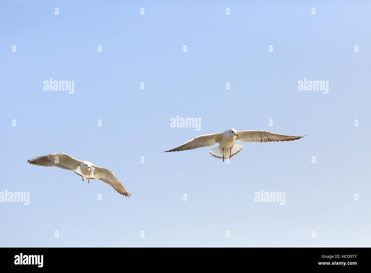 Two black-headed Gull are flying in the sky Stock Photo - Alamy