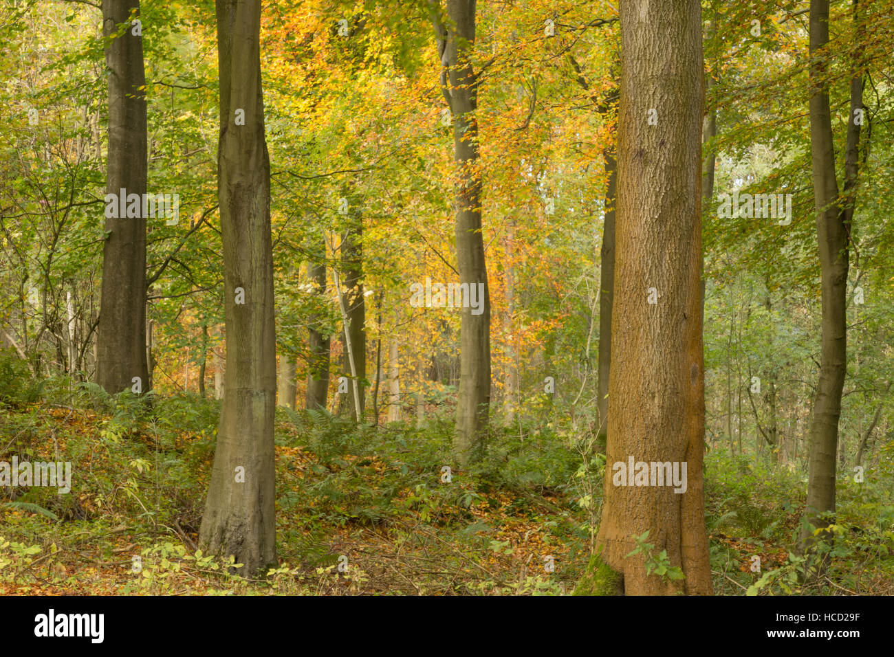 Woodland scene hi-res stock photography and images - Alamy