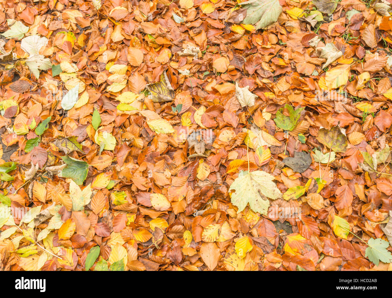 Fallen sycamore leaves hi-res stock photography and images - Alamy