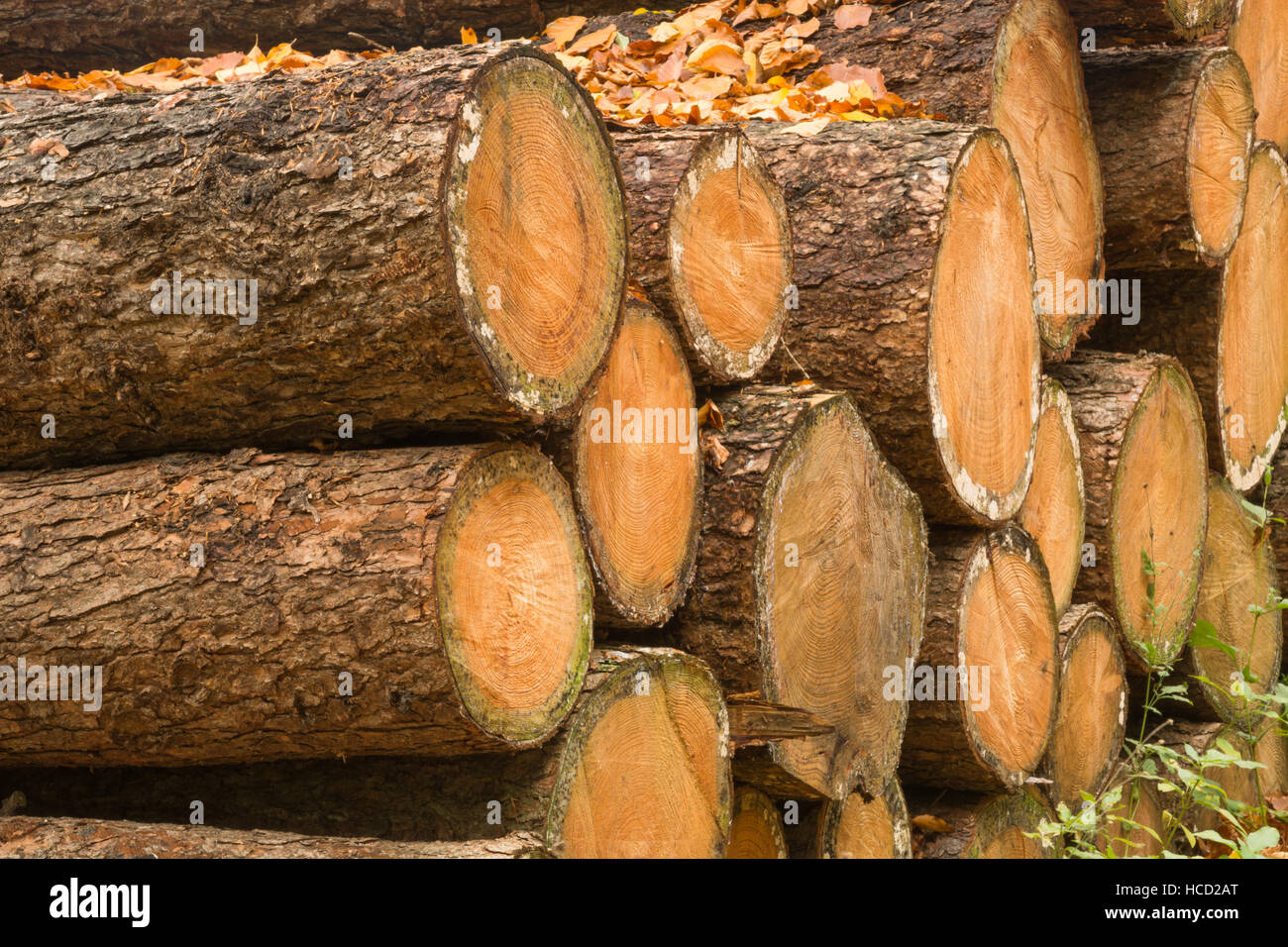 Logged pine trees in a stack Stock Photo - Alamy
