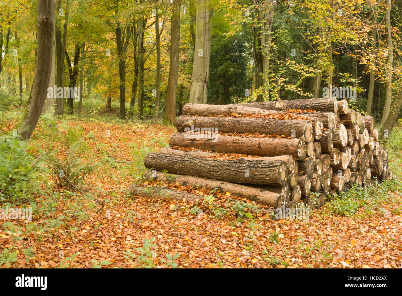Logged trees hi-res stock photography and images - Alamy