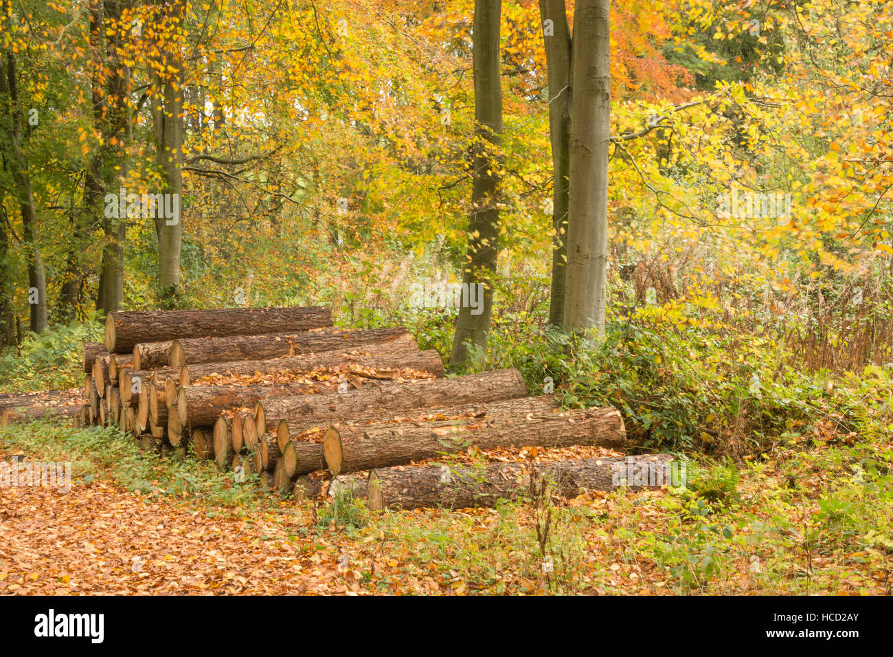 Logged trees in a wood Stock Photo - Alamy