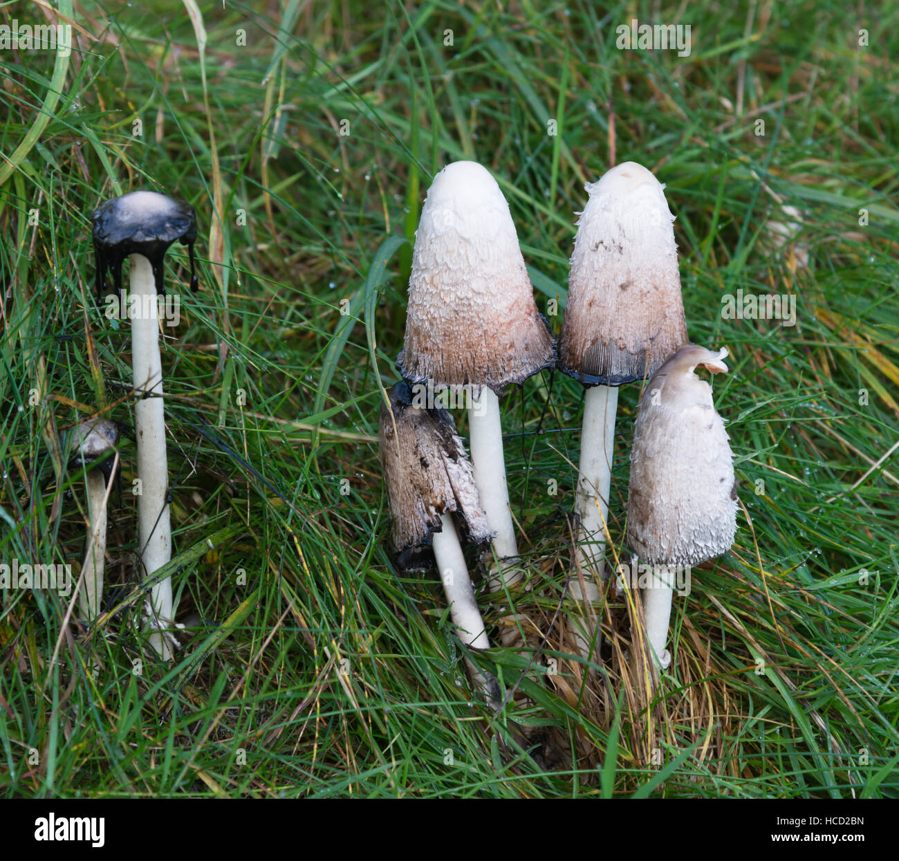Shaggy Ink Cap, Coprinus comatus Stock Photo - Alamy