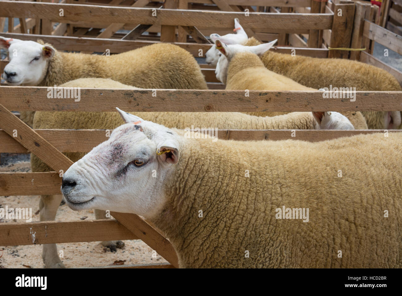 Sheep in a pen Stock Photo - Alamy
