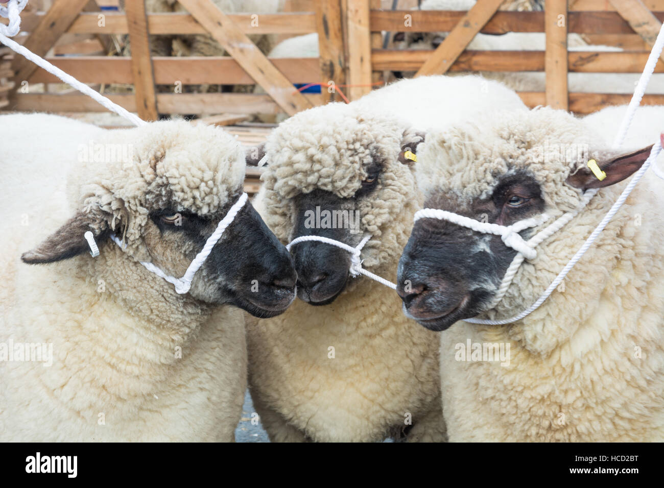 Sheep in a pen Stock Photo - Alamy