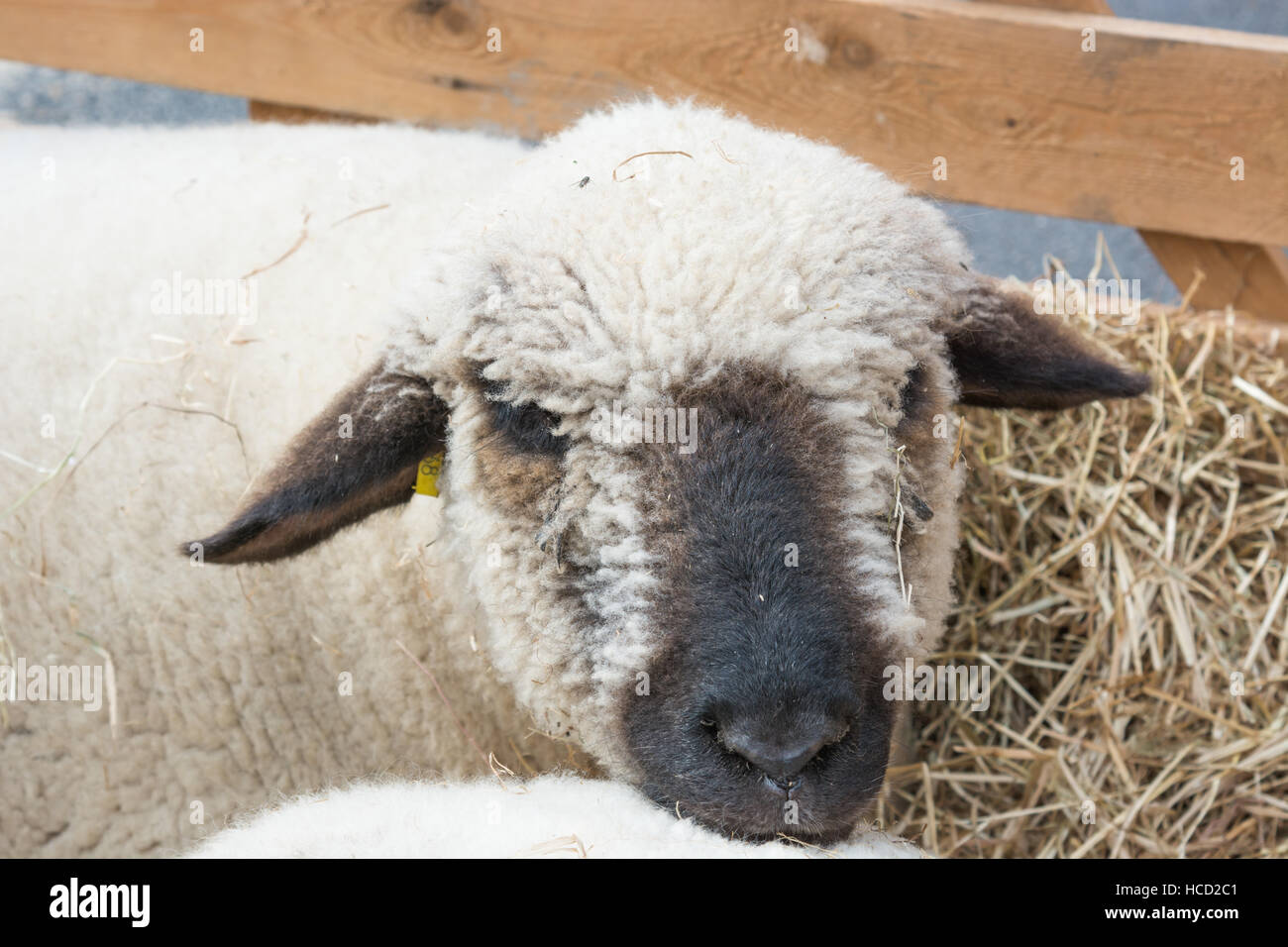 Sheep in a pen Stock Photo - Alamy