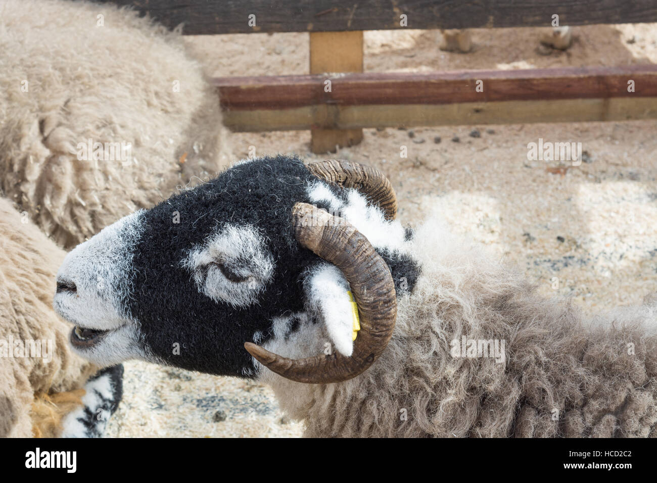 Sheep in a pen Stock Photo - Alamy