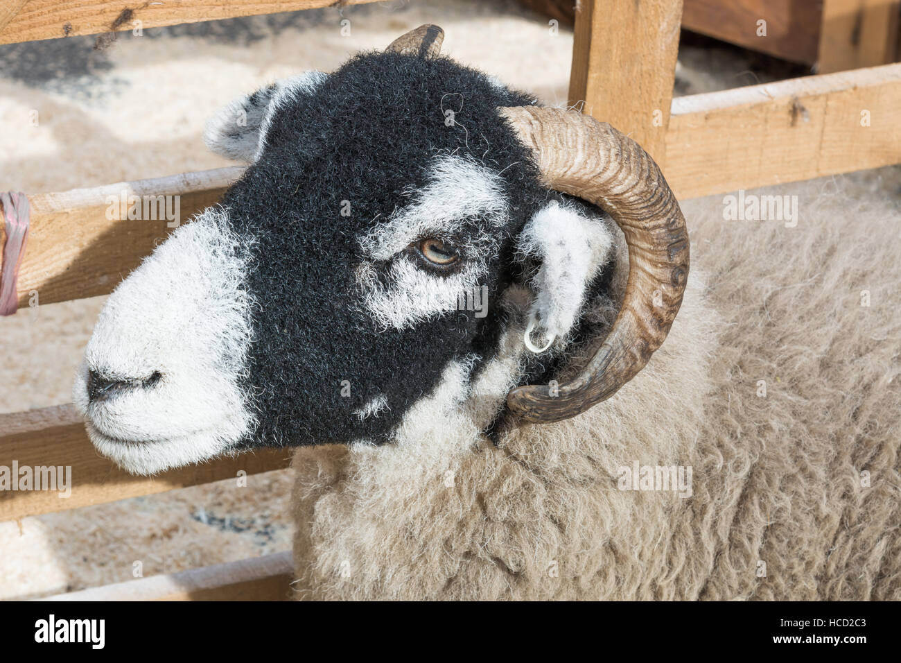 Sheep in a pen Stock Photo - Alamy