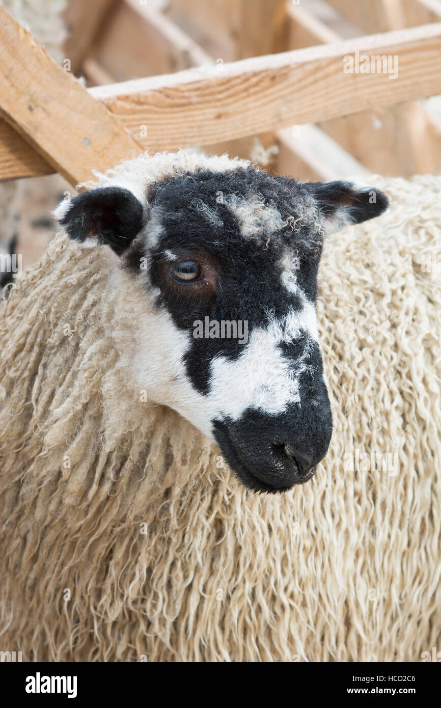 Sheep in a pen Stock Photo - Alamy