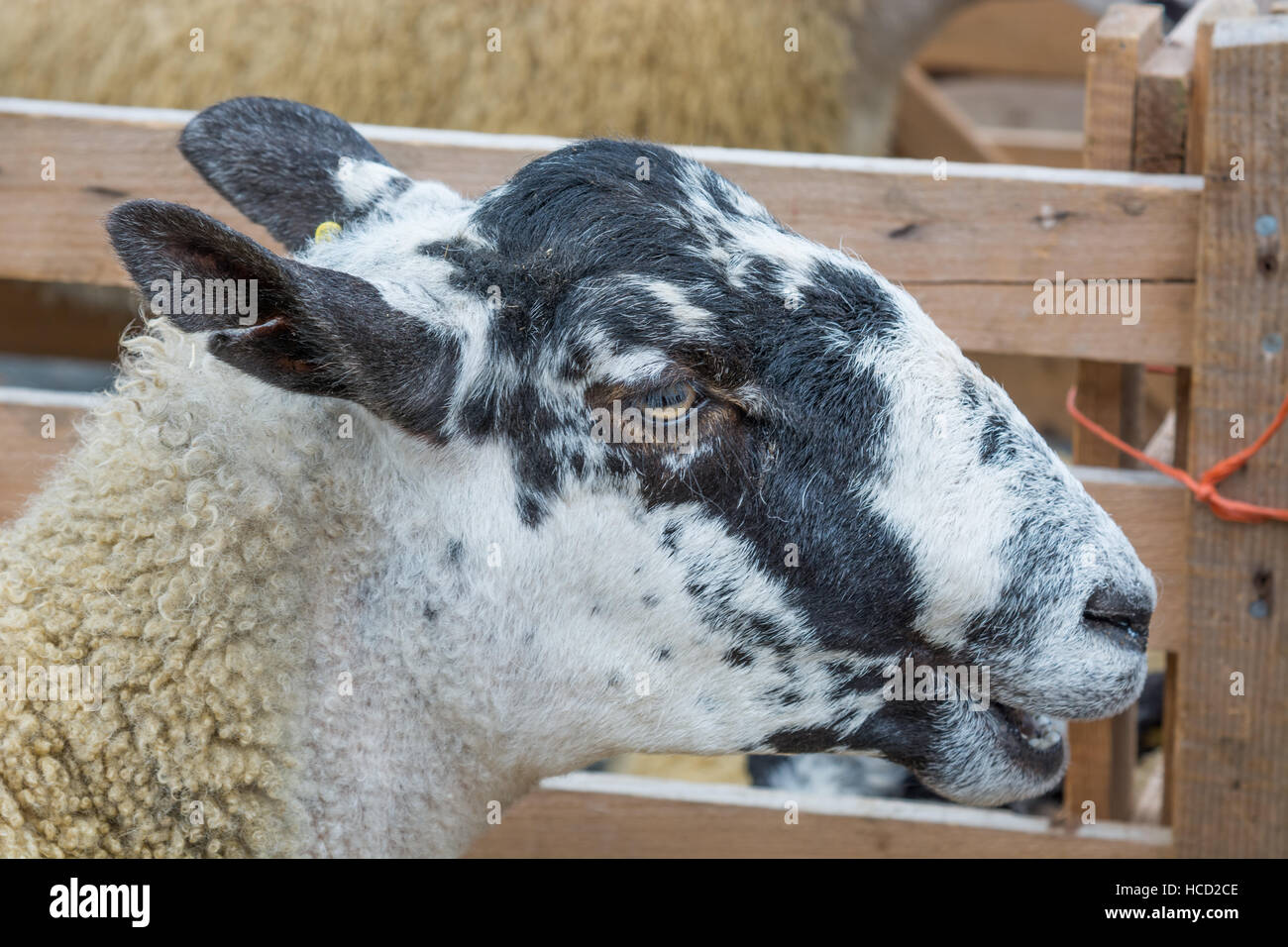 Sheep in a pen Stock Photo - Alamy