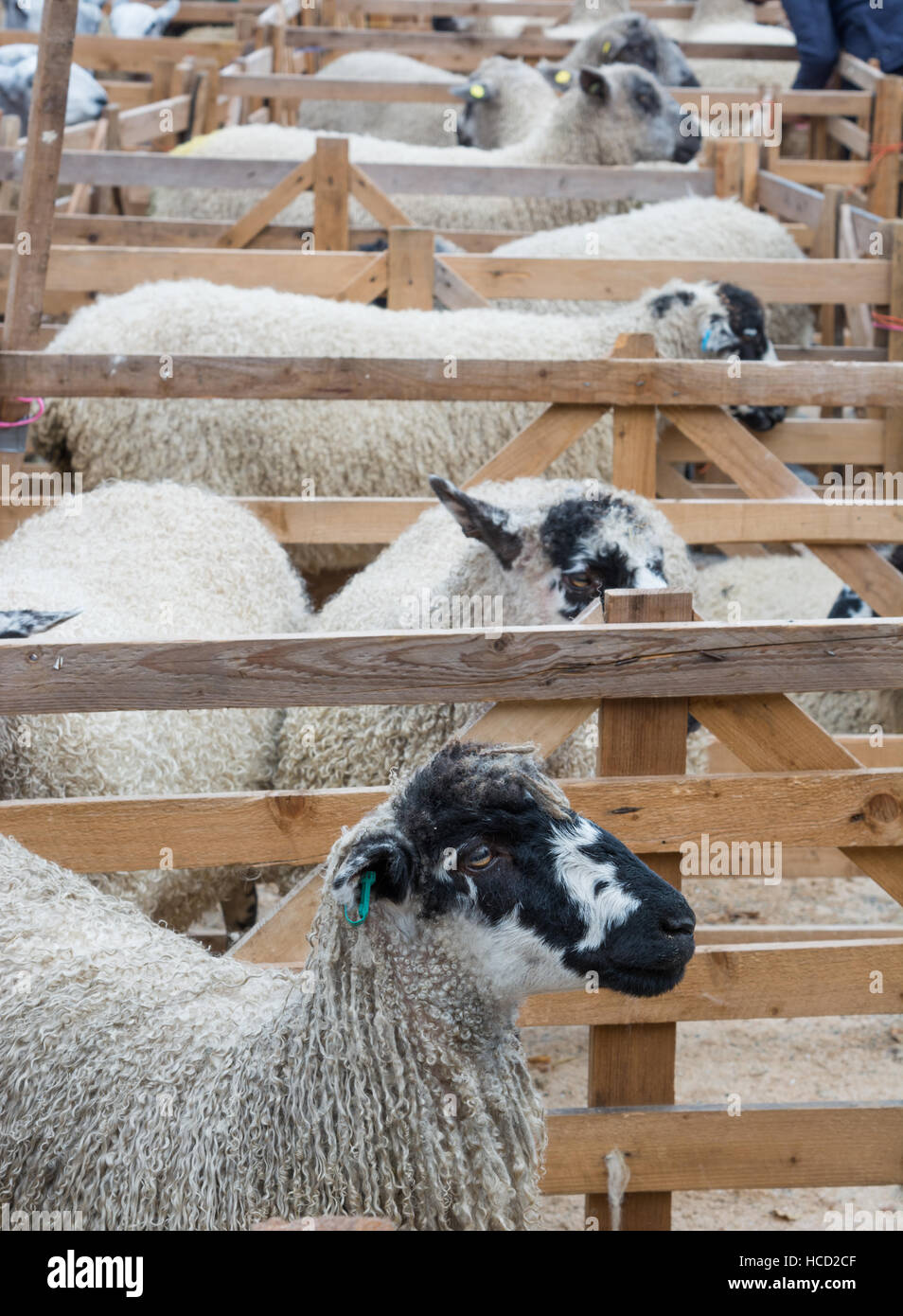 Sheep in a pen Stock Photo - Alamy