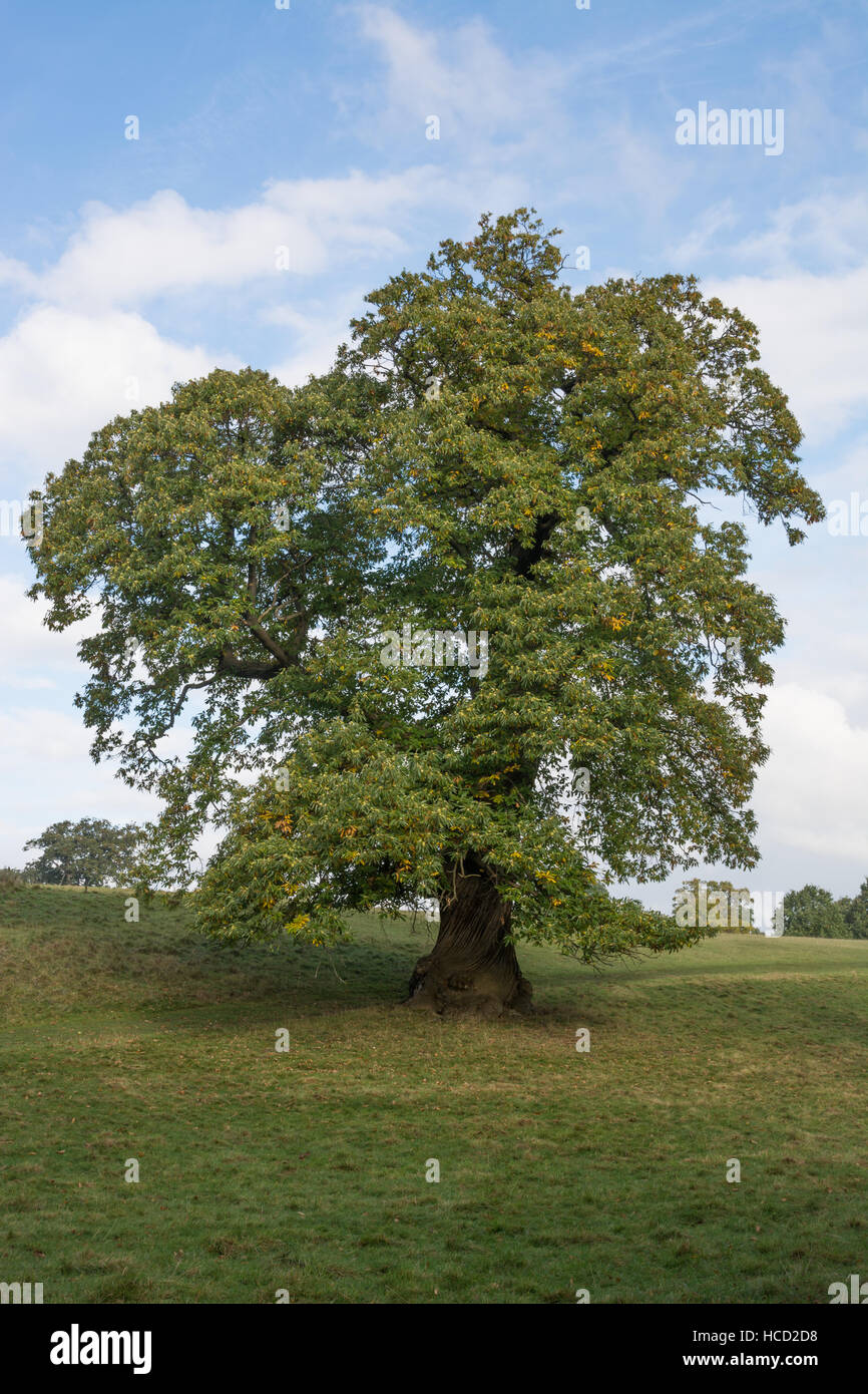 English sweet chestnut tree leaf hi-res stock photography and images ...